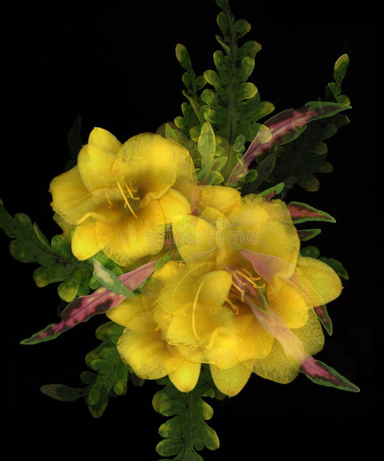 Daylilly Abstract stock photo. Image of daylilly, background - 60633582