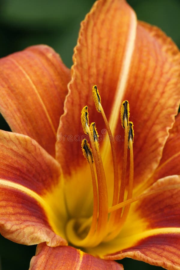 Daylily stock image. Image of beautiful, daylily, goblet - 22704505