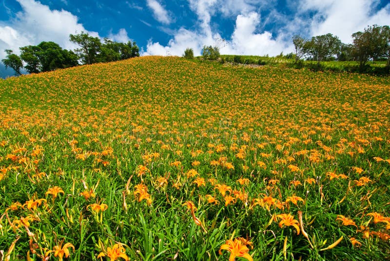 Wildflower Meadow stock image. Image of gorge, trees, beautiful - 2601769