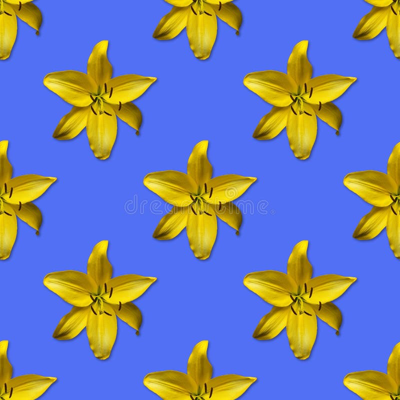 Hyperion Daylily with New Buds Stock Photo - Image of macro, perfection ...