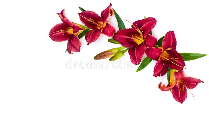 Daylily Red Magic on a White Background with Space for Text. Top View ...