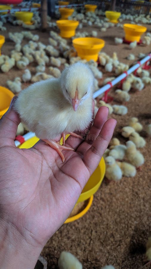 DayOldChicken stock image. Image of bird, goose, beak - 224003909