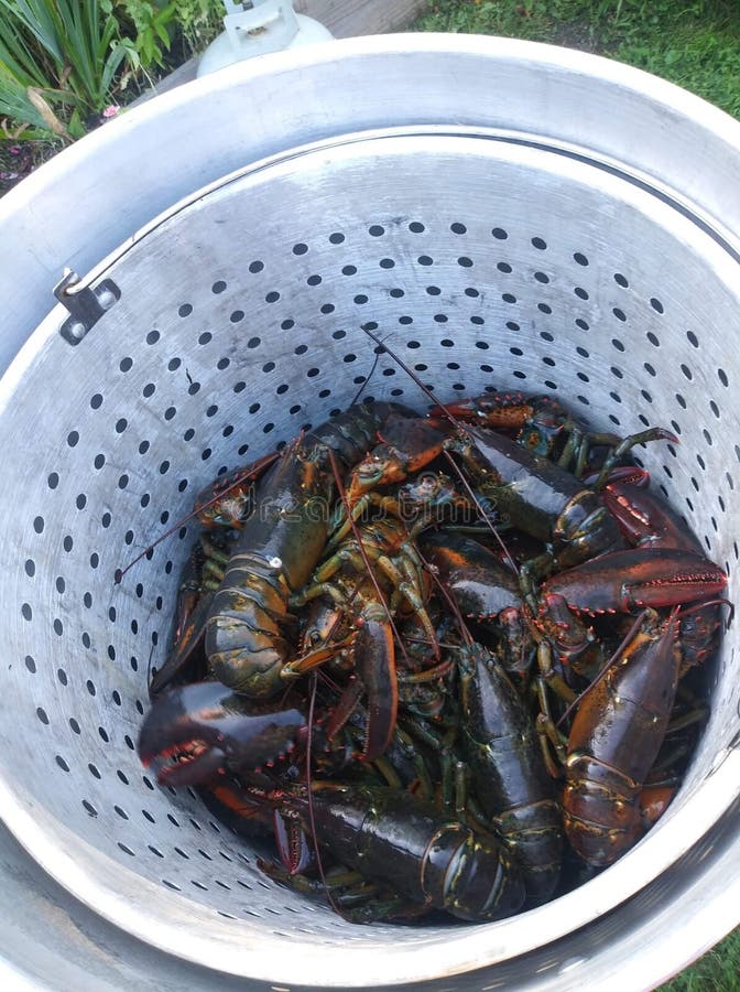 Pot of lobsters stock image. Image of cuisine, meat - 210450001