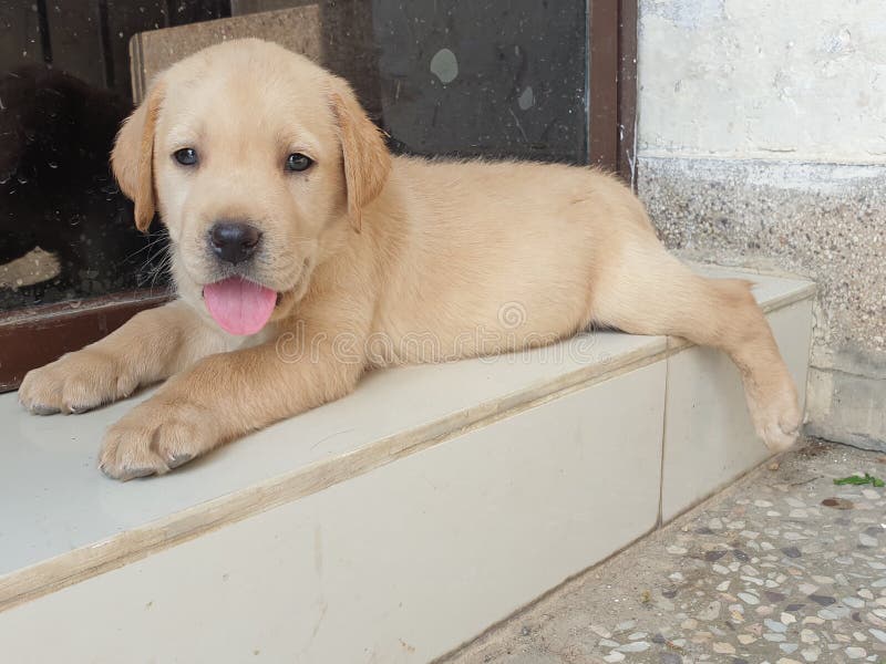 48 Days Old Labrador Puppy, Stock Photo - Image of whiskers, terrier ...