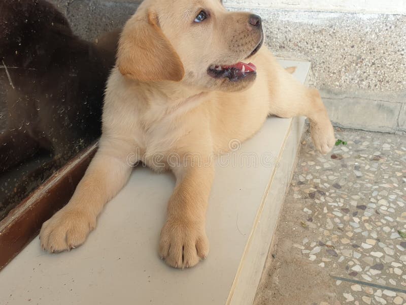 48 Days Old Labrador Puppy, Stock Image - Image of animal, nose: 184916151