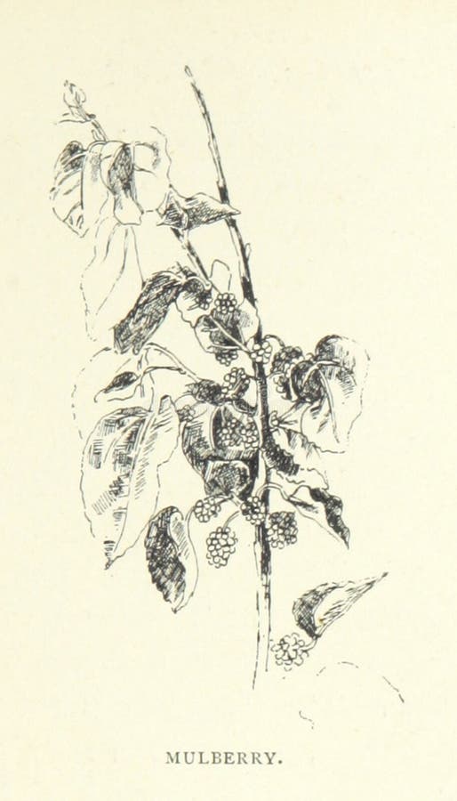 British Library Digitised Image From Page 73 Of "Days Spent On A Doge's ...