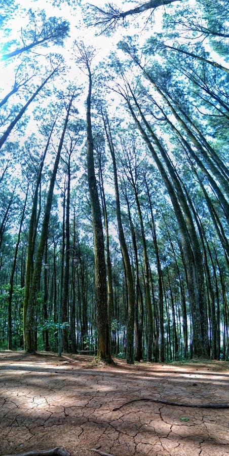 Daytime Atmosphere in a Pine Tree Forest Stock Image - Image of ...