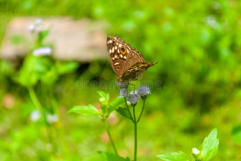 Daytime butterfly stock image. Image of flower, leaves - 151956117