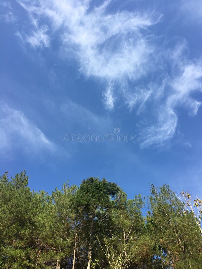 Daytime stock photo. Image of forsale, daytime, tree - 200527428