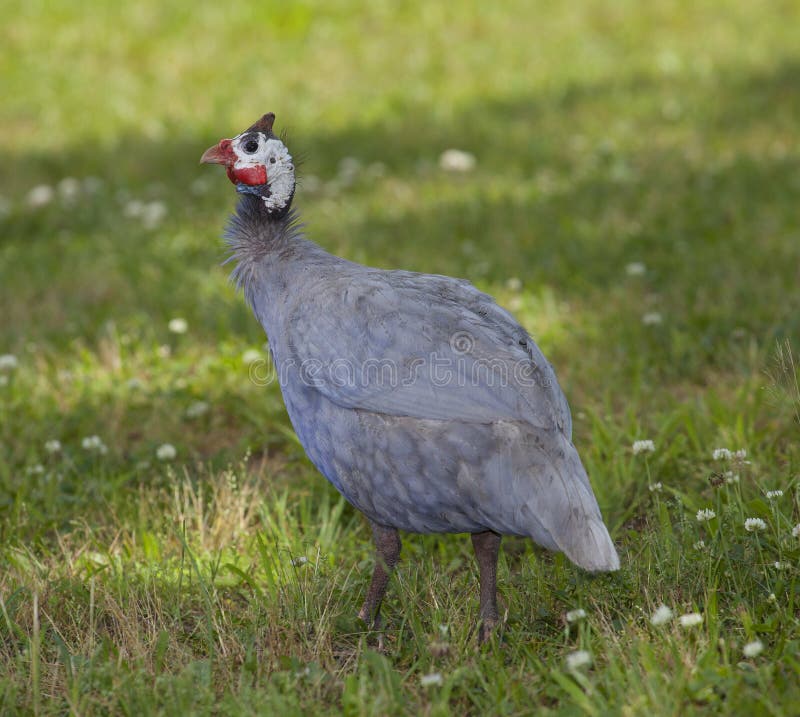 White guinea hen stock image. Image of tail, feathers - 21486329