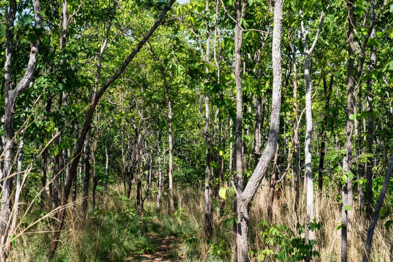 Daytime of Landscape View in Green Forest and Dry Grass. Scene of ...