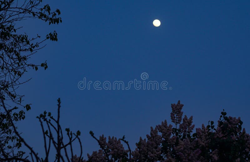 Daytime moon stock photo. Image of mountain, daylight - 250802186