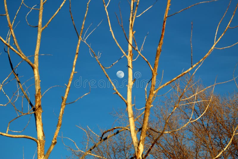 Daytime Moon stock image. Image of softfocus, daytime - 86558941