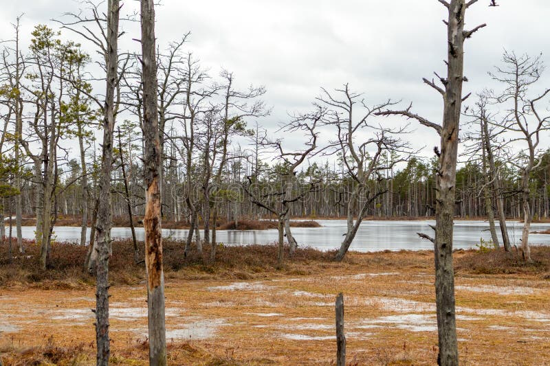Nature View of a Marsh with a Marsh Lake and Windblown Trees Along the ...