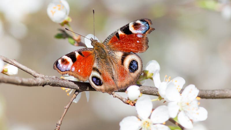 Daytime Peacock Butterfly Sitting on a Branch Stock Photo - Image of ...