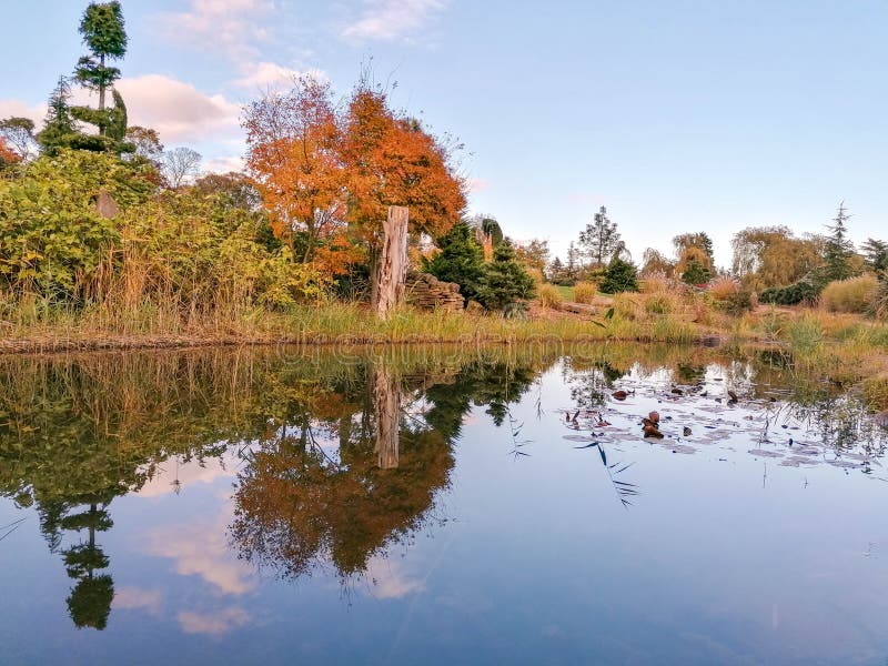 Daytime Pond Reflection stock image. Image of feature - 202019769