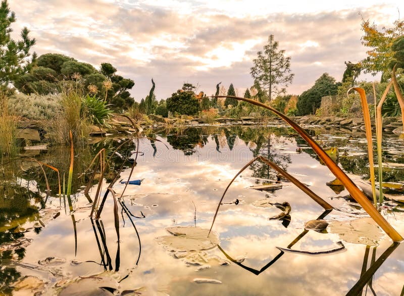 Daytime Pond Reflection stock photo. Image of scenic - 202020216