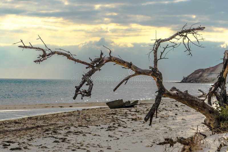 A Daytime Seascape with a Withered Tree in the Foreground, a Shattered ...