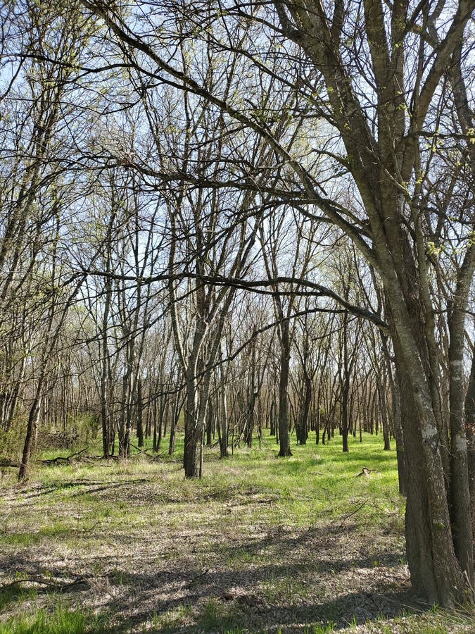 Forest with Leafless Trees in Winter Stock Image - Image of background ...