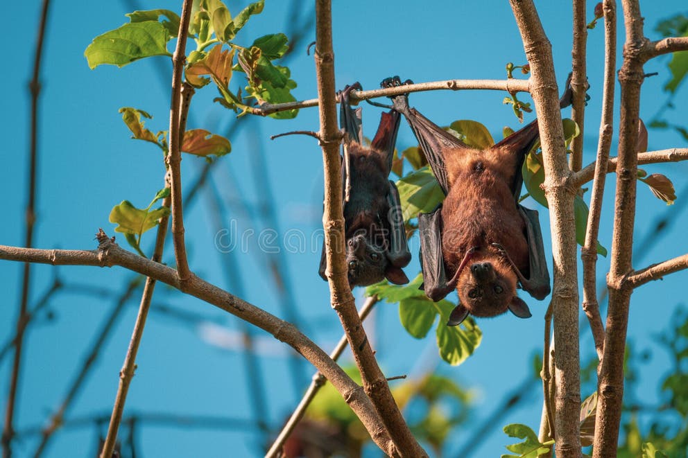 Daytime Slumber stock image. Image of reserve, leaves - 311954461
