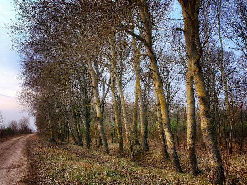 A Daytime Snapshot of a Forest, with Tall Trees Having Bare Branches ...