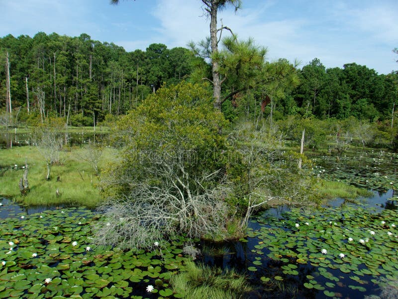 Daytime in a Swampy Area Full of Plants Stock Image - Image of full ...