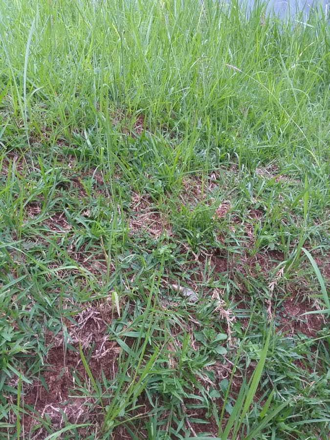 Daytime tall grass in land stock image. Image of soil - 356631417