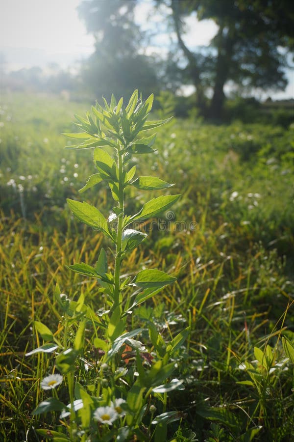 Daytime Vegetation of Meadows Stock Photo - Image of flower ...