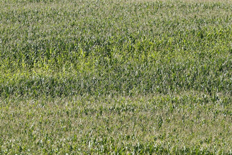Corn Crop and Planting with Sun in Panoramic View in Brazil Stock Photo ...