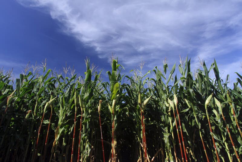 Corn Crop - Agriculture Concept - Work on the Farm Stock Photo - Image ...