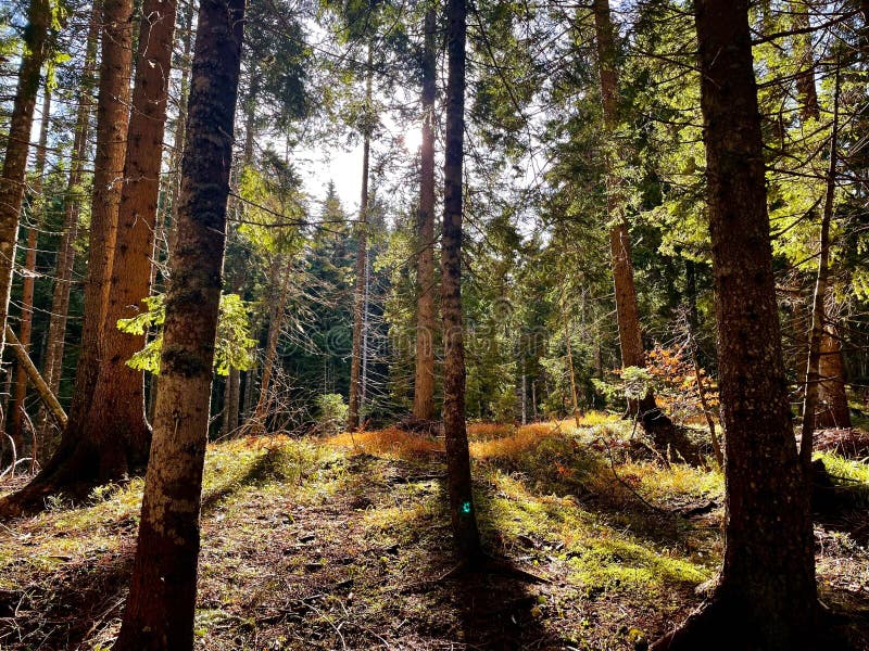 Daytime View of a Green Forest with Trees on a Sunny Day Stock Image ...