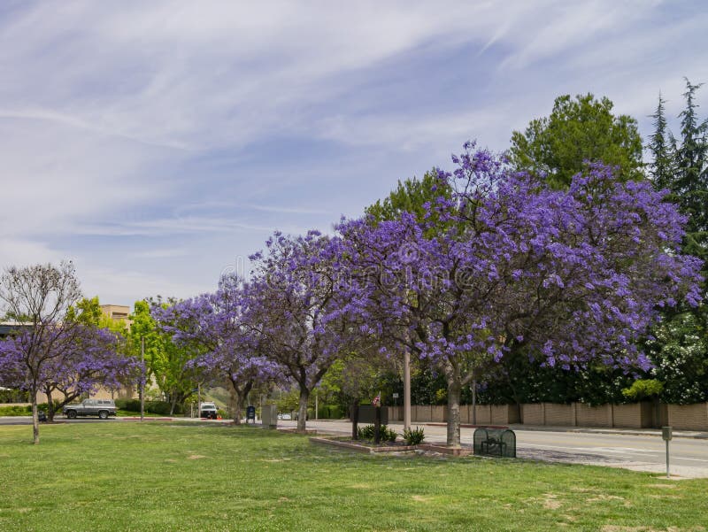 Daytime View of the Jacaranda Trees Blossom Stock Photo - Image of road ...