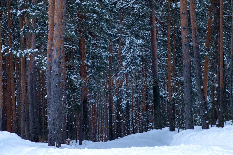 Daytime View of the Snowy Winter Pine Forest. Stock Image - Image of ...