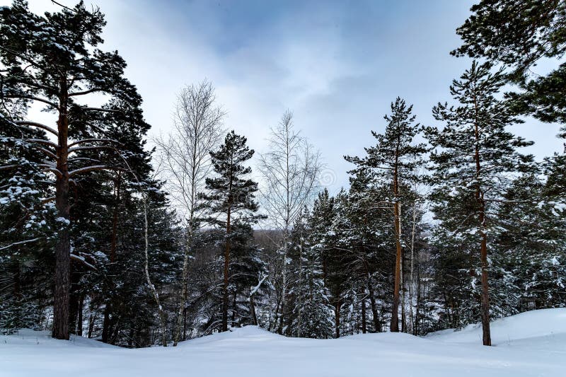 Daytime View of the Snowy Winter Pine Forest. Stock Photo - Image of ...
