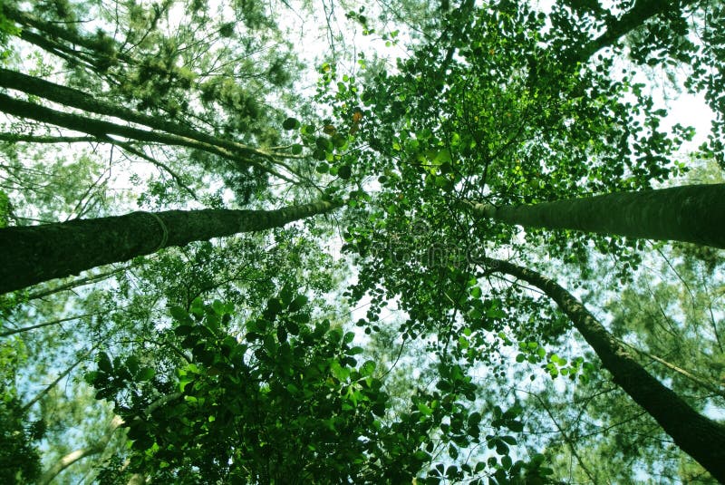 Daytime Views in the Pine Forest Stock Image - Image of forest, daytime ...