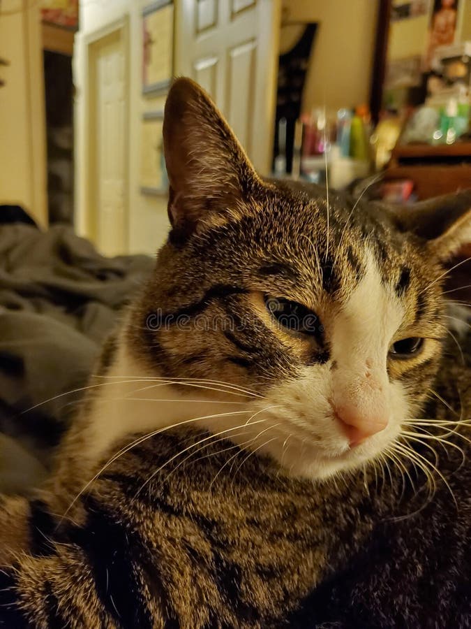 Dazed and Catfused stock image. Image of dazed, furry - 176512717