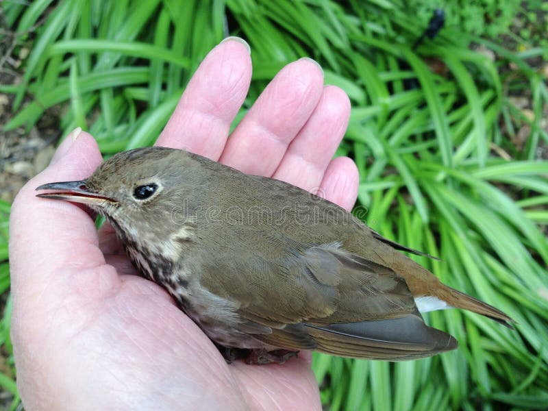 Bird Recovering from Collision with Window Stock Image - Image of ...