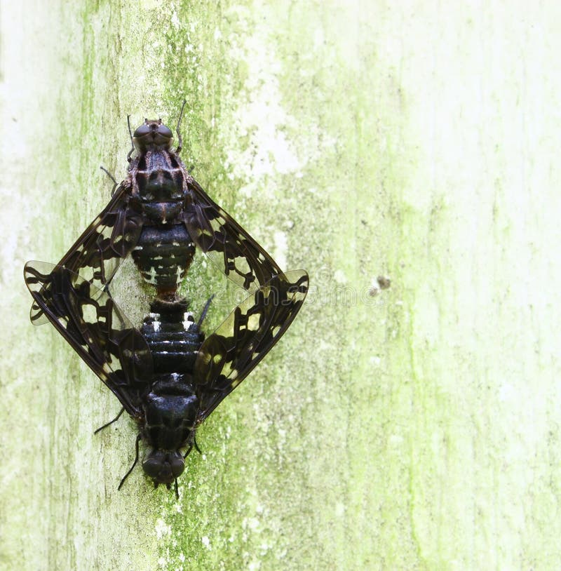 Dazen stock foto. Image of vliegen, criterium, insect - 26713934