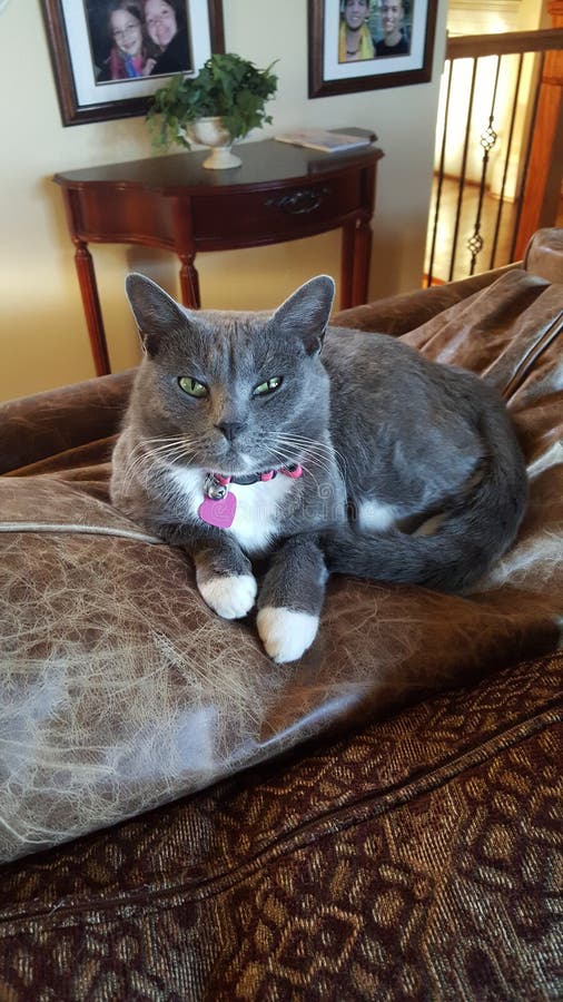 Dazing Off editorial stock image. Image of princess, adorable - 65216329