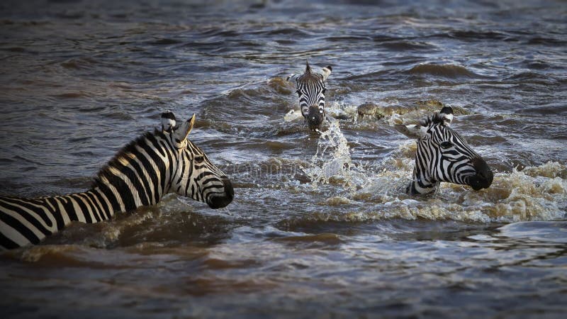 Dazzle of Zebras Captured Swimming in a Waterhole Stock Photo - Image ...
