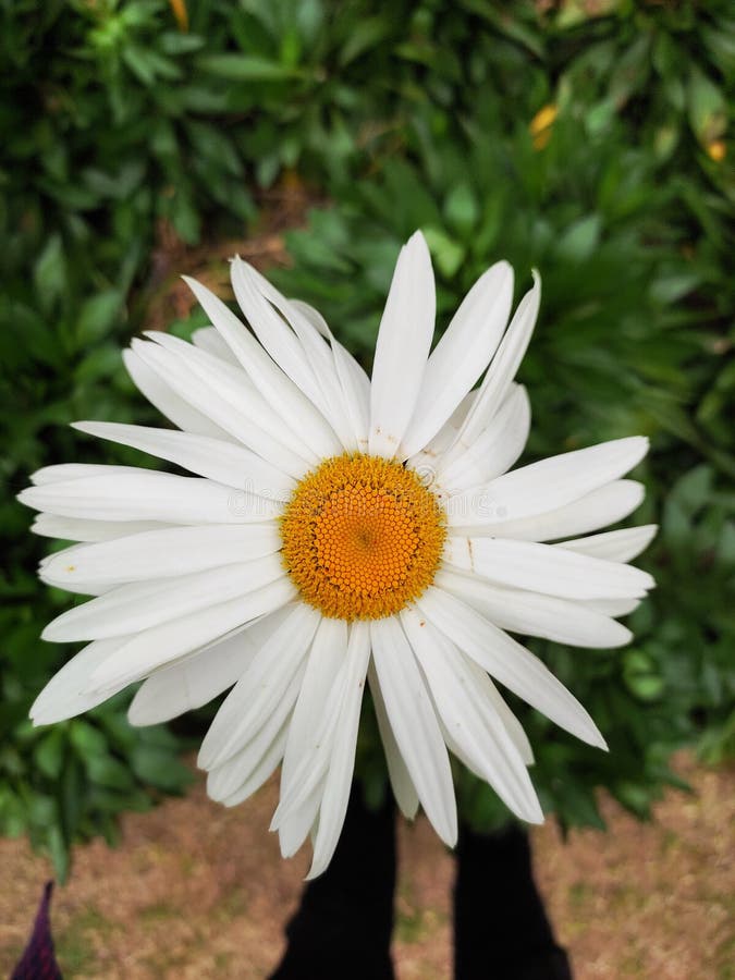 Dazzling beauty of flowers stock photo. Image of beauty - 266568574