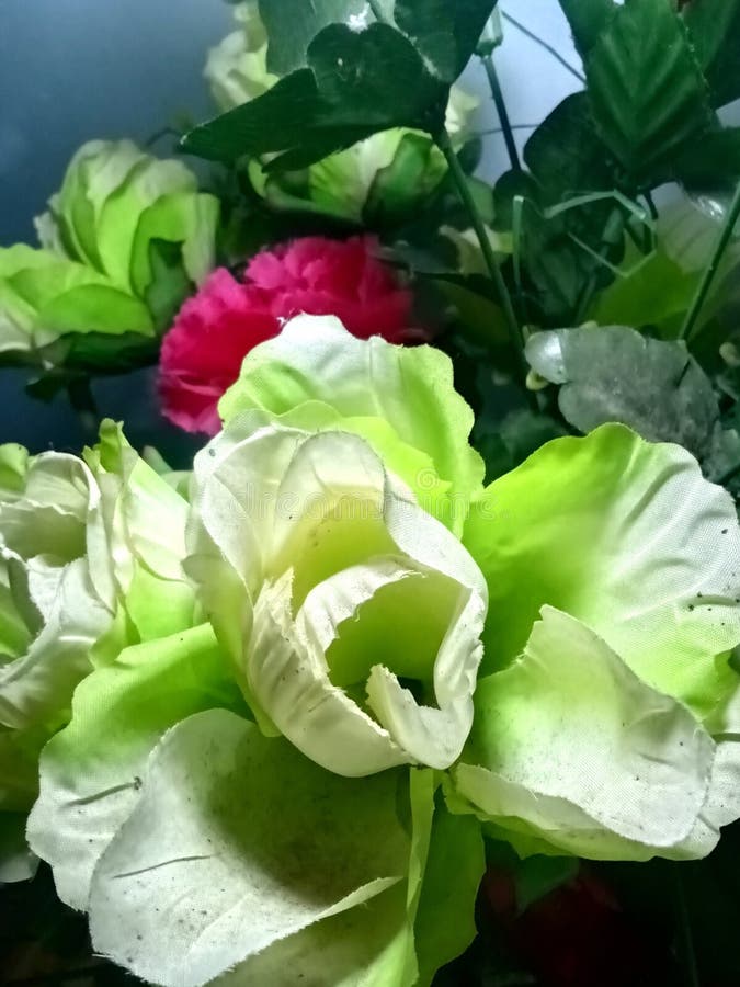 Dazzling Green and Red Flowers Feast the Eyes Stock Image - Image of ...