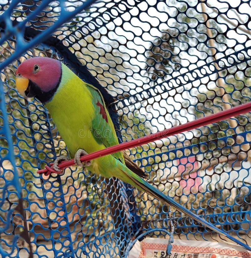 Dazzling Indian Parrot Macro. Stock Photo - Image of wildlife, animal ...