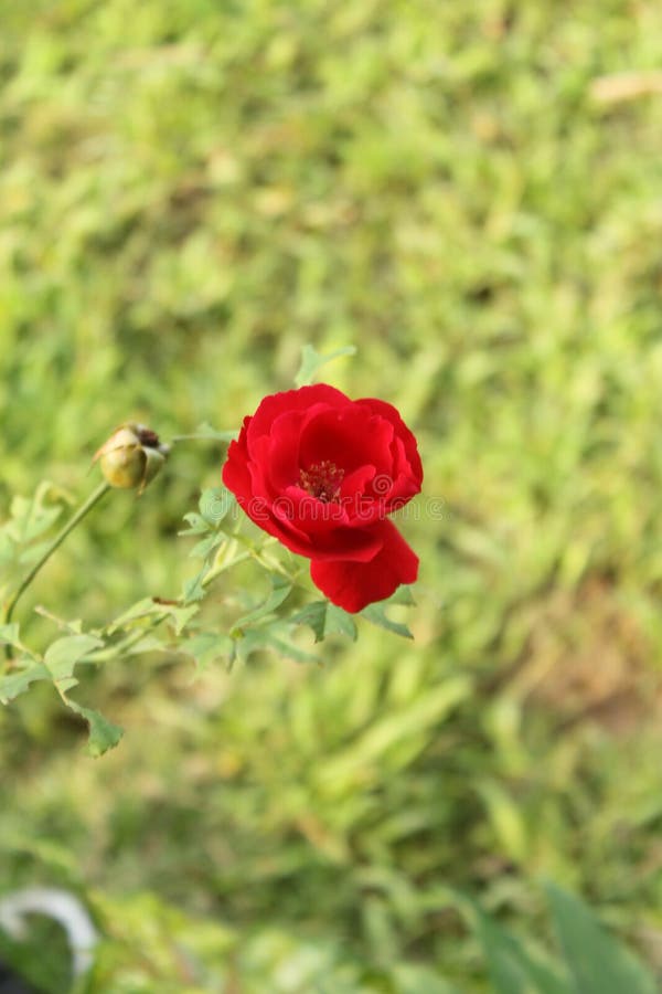 Dazzling Roses with Their Beauty Stock Image - Image of roses, green ...