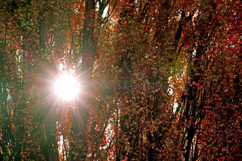 Dazzling Sun Shining through Fall Foliage in the Park Stock Image ...