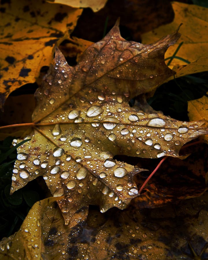 Dazzling Water Drops on Fallen Maple Leaf Stock Image - Image of brown ...