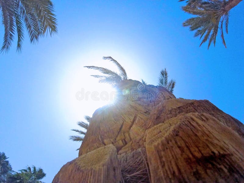 Palm Bark, Bottom View, Sun through the Lens, Shadow Stock Image ...