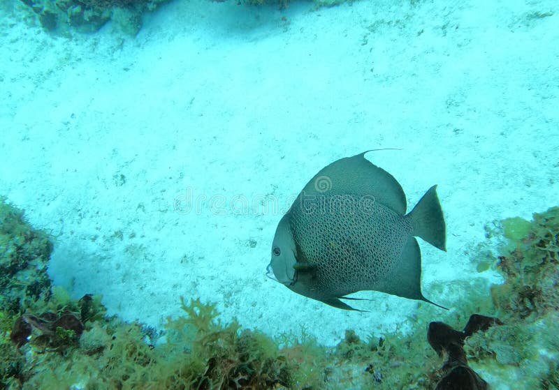The Gray Angelfish (Pomacanthus Arcuatus), Also Written As Grey ...