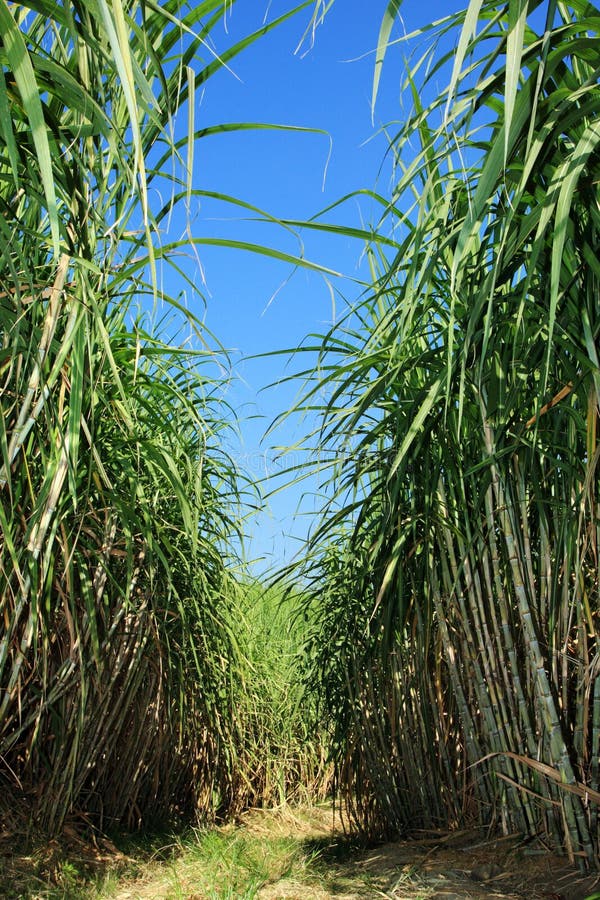 Suikerrietplantage stock afbeelding. Image of gewas, wolk - 25760723