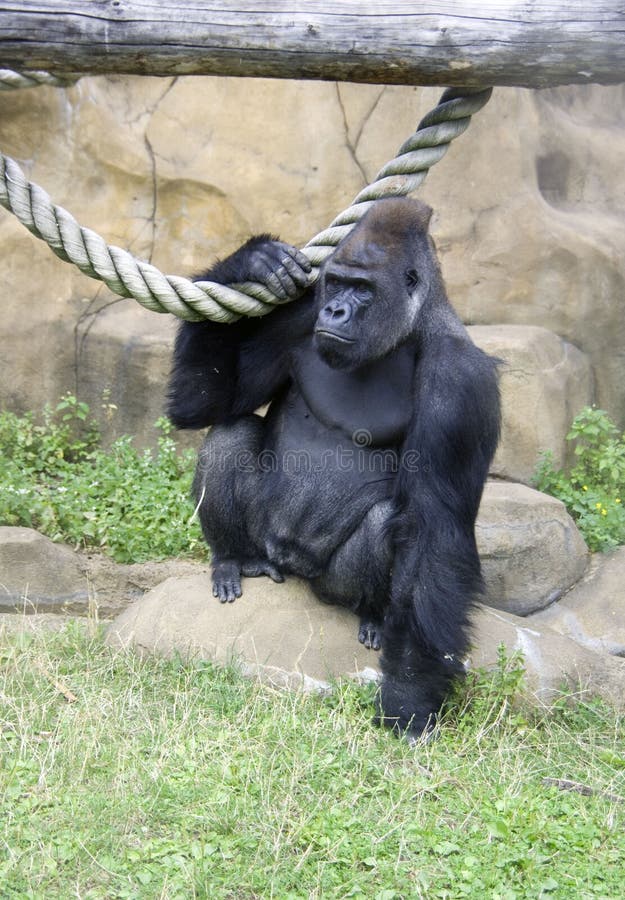 De Aap Antropoïde Sociaal Dier Van De Gorillavoorrang Stock Foto ...